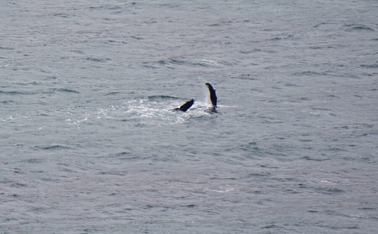 Wale in Südafrika: Whale Watching an der Garden Route