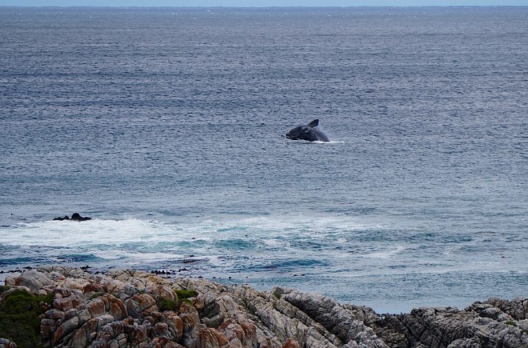 Wale zum Frühstück: Whale Watching an der Garden Route