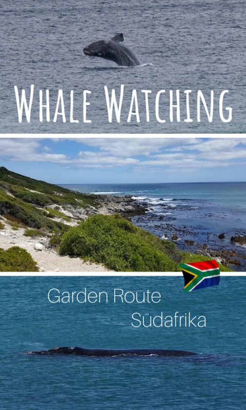 Wale zum Frühstück: Whale Watching an der Garden Route