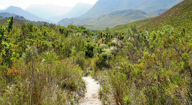 Palmiet River Trail: Wandern im Kogelberg Nature Reserve