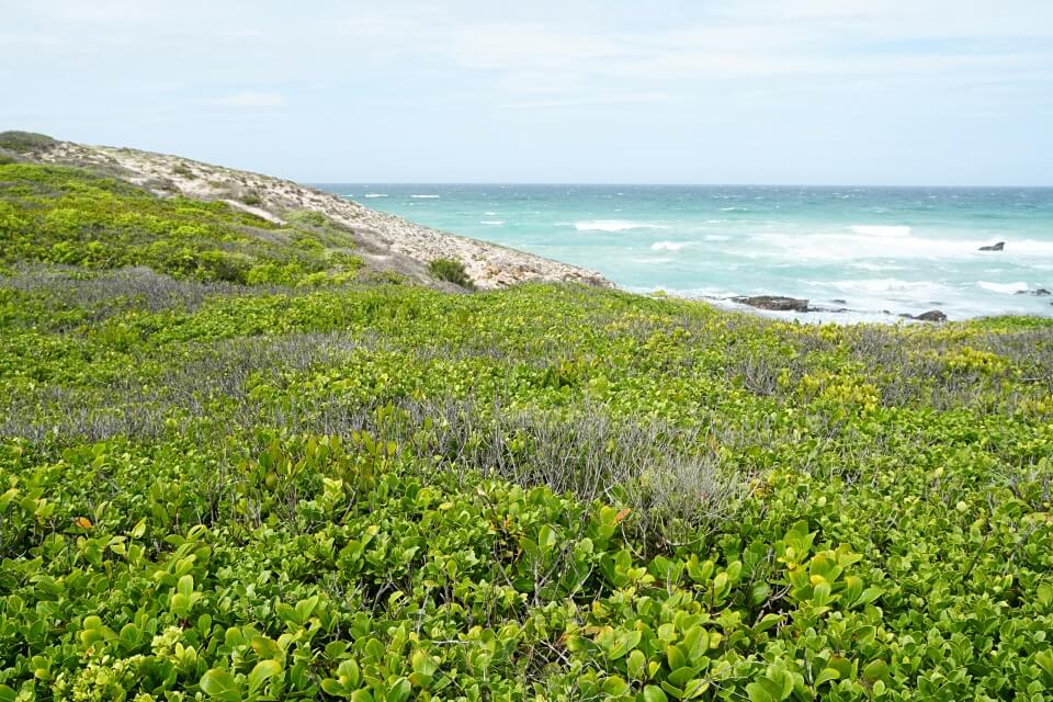 De Hoop Nature Reserve: kleines Paradies im Western Cape