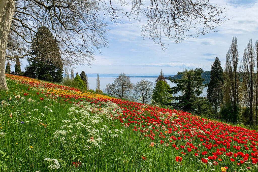 Tulpenblüte auf der Insel Mainau 2025